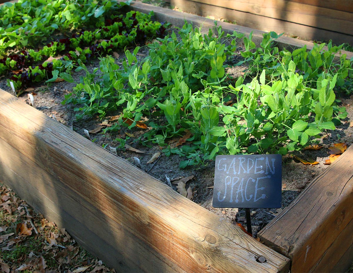 Green Spaces - University History | University of South Carolina